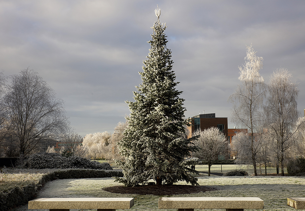 Advent 2023: 24 December - Unique and Distinctive